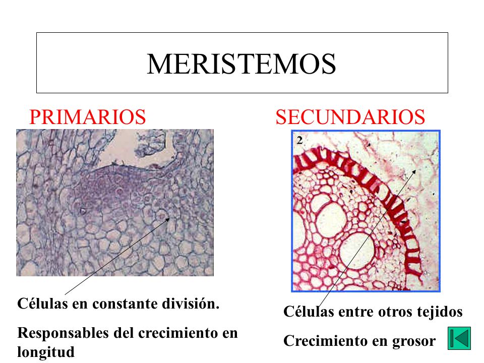 ORGANIZACIÓN PLURICELULAR