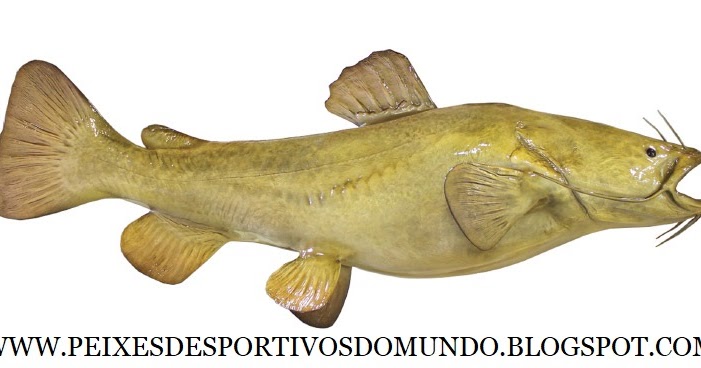 PEIXES DESPORTIVOS DO MUNDO: O BAGRE DE CABEÇA ACHATADA - Pylodictis ...
