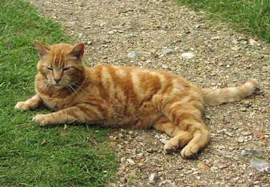 French Vocabulary Illustrated: matou