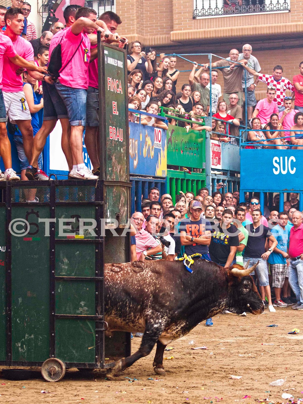 TARDE DE CUATRO TOROS CERRILES EN ALCORA (CASTELLÓN)