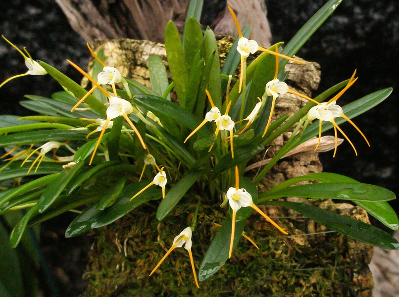 Masdevallia mejiana care and culture | Travaldo's blog