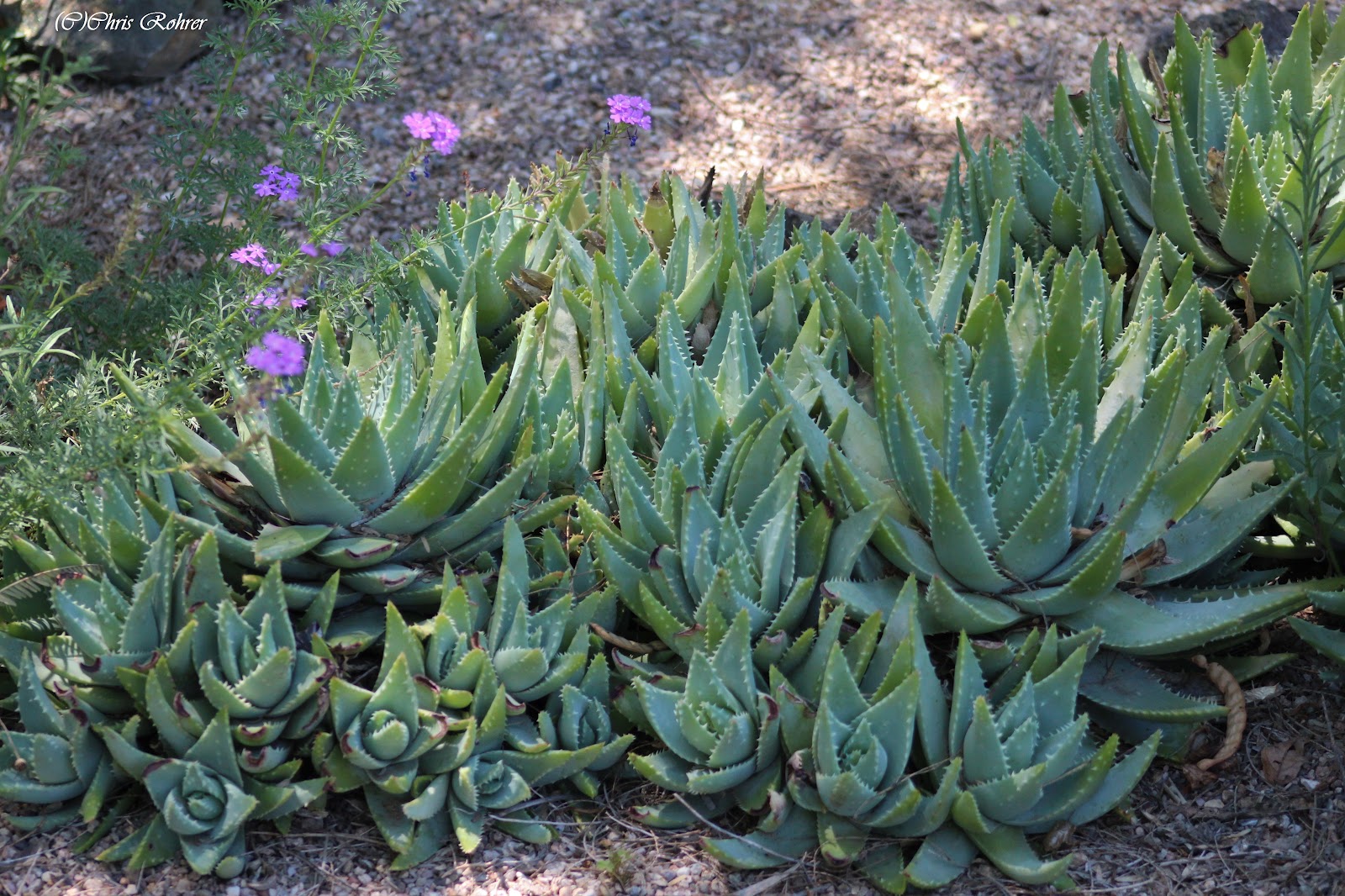 Las Aventuras: Aloe Groundcover
