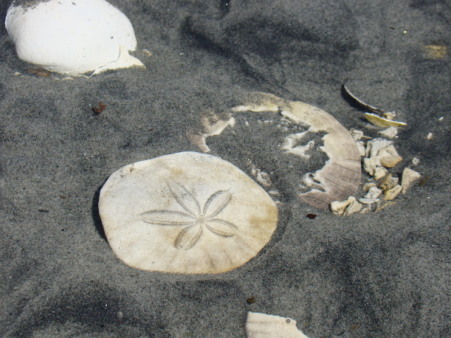 SweetBakedLove: Seashells and starfish....the day I fell in love with ...