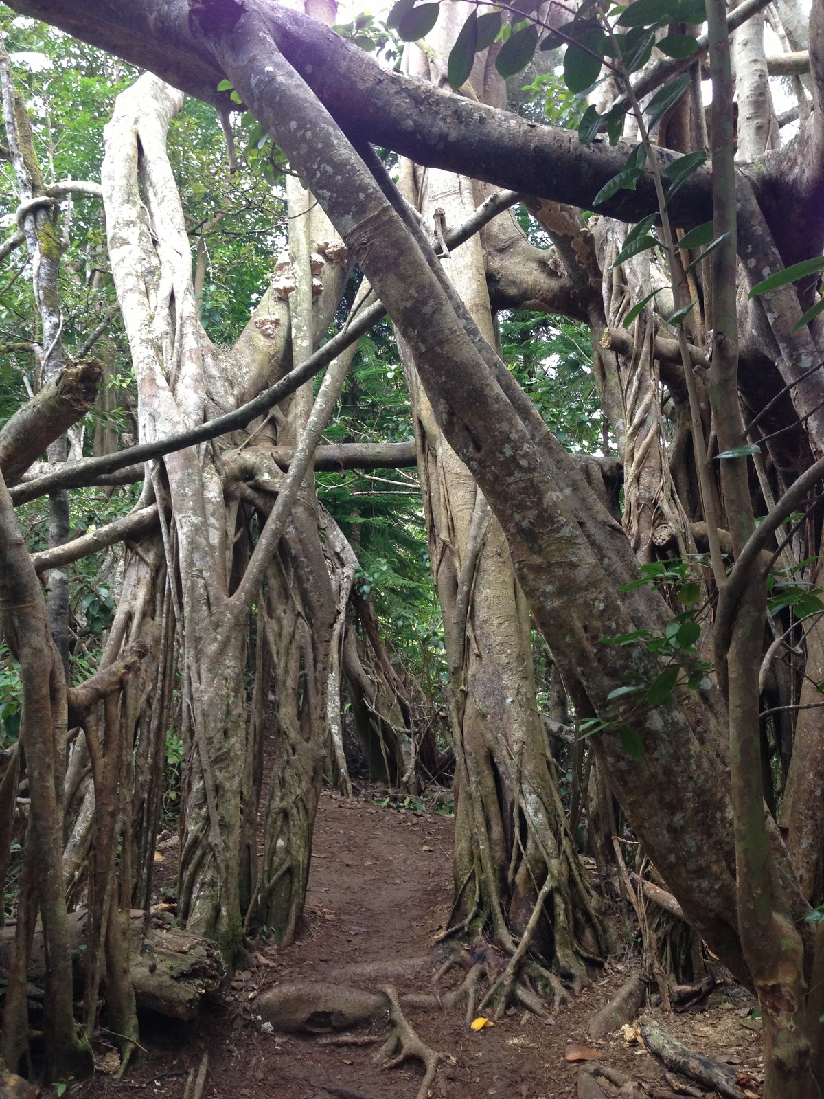 Grand Adventures: Kuliou'ou Ridge Trail