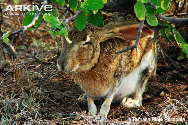 The Bunny Parade: Especies de liebres y conejos en México