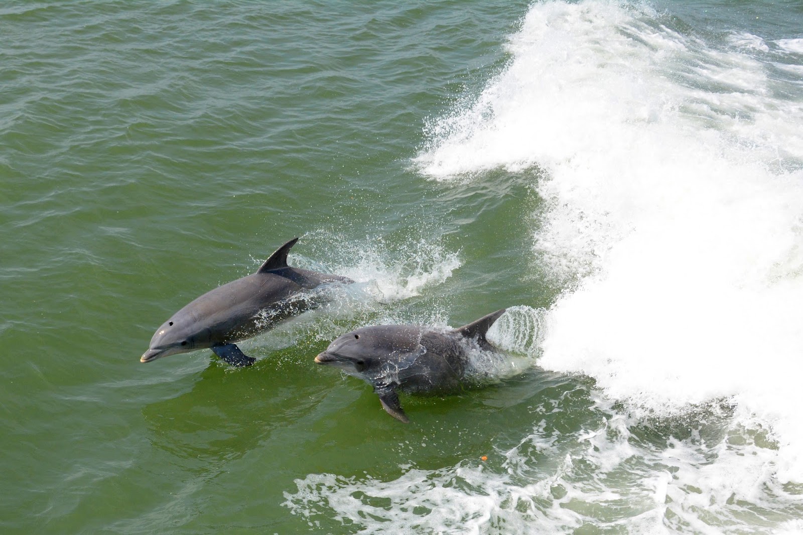 Delfines nadando en el mar - Imágenes de animales y naturaleza ...