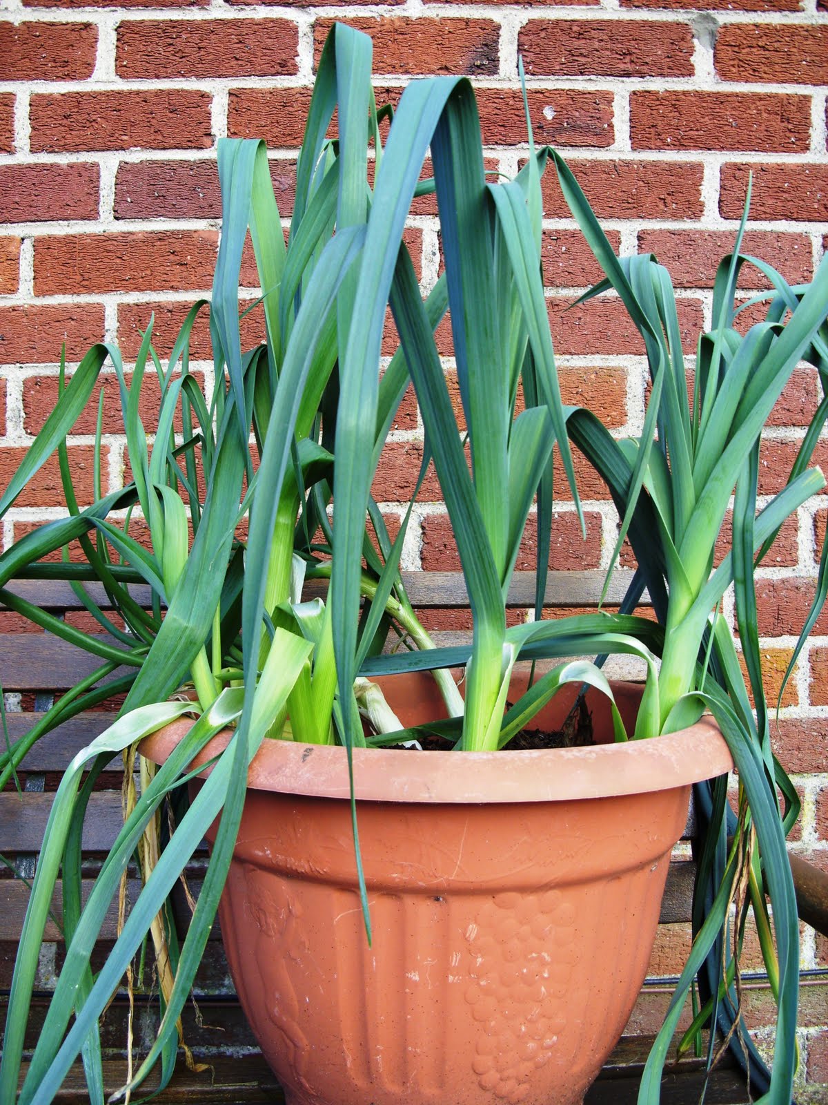 Kelli's Northern Ireland Garden: Veg past and present (leek, cabbage ...