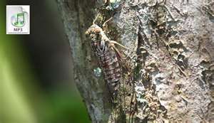 Pachamama Spectrum of Treasures: Birds, Fish & Insects of Ecuador