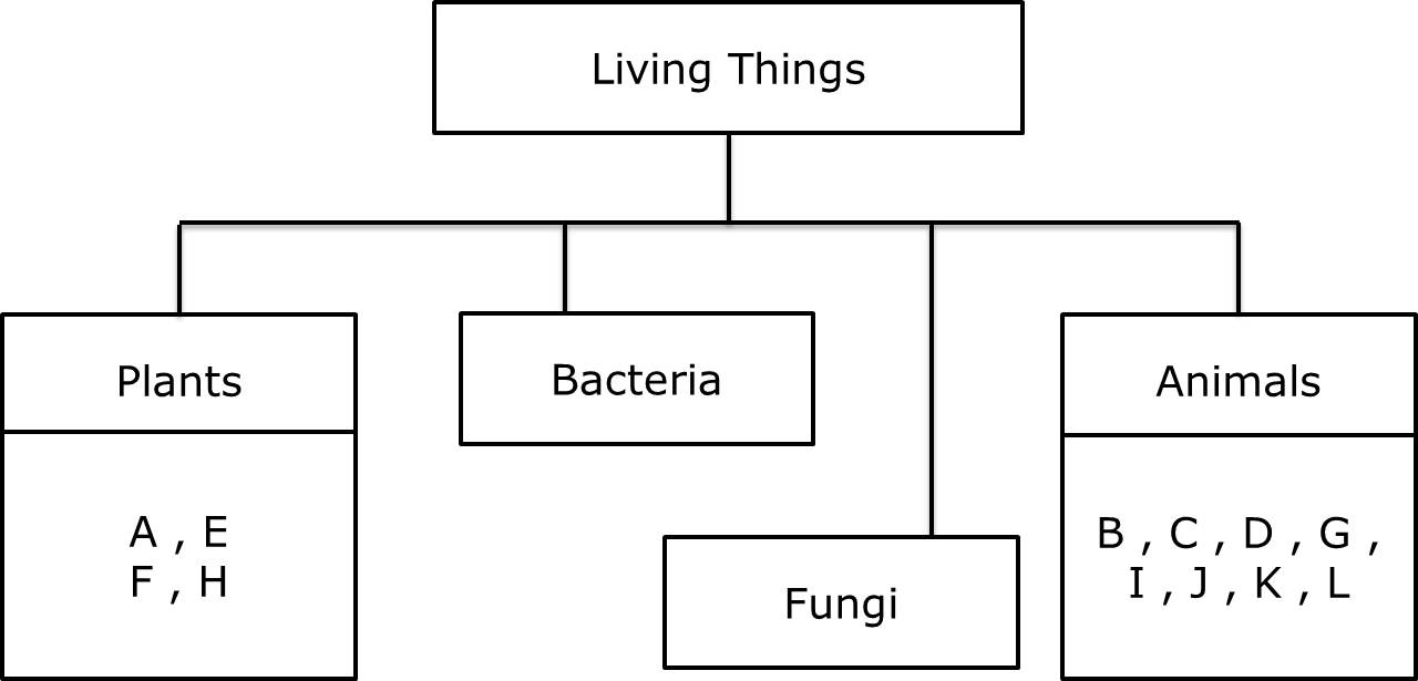 P3 Science: Activity Book