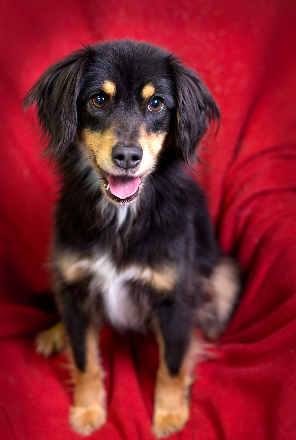 Shelter Dogs of Portland: "TONKA" lively little mini aussie mix