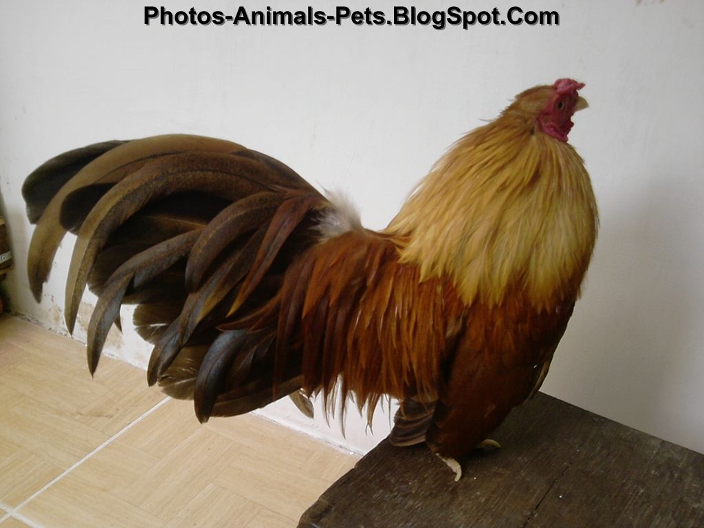 Dangerous of Wild Animals: Image chicken