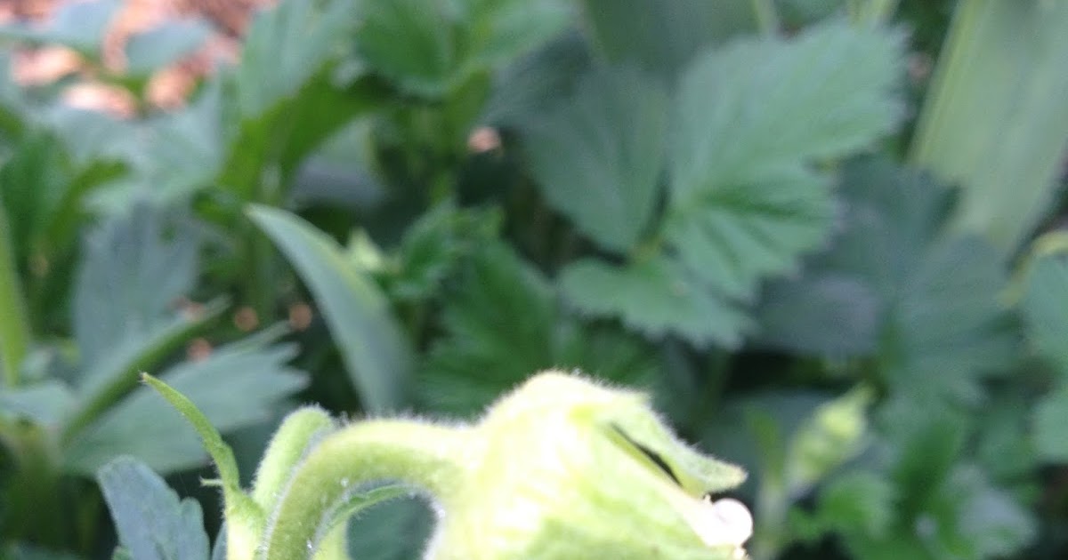 Blomstertøsens Have: Geum