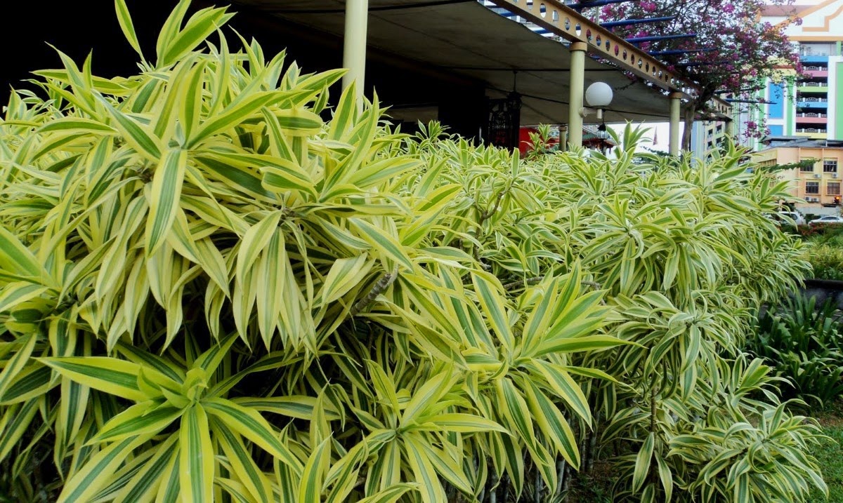 EduPomar: Fruto, Flores, Aromas & Cores: Pleomele - Venda de ornamentais