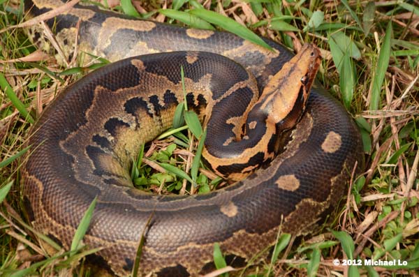 The rainforests of Borneo & Southeast Asia: Borneo short-tailed python ...