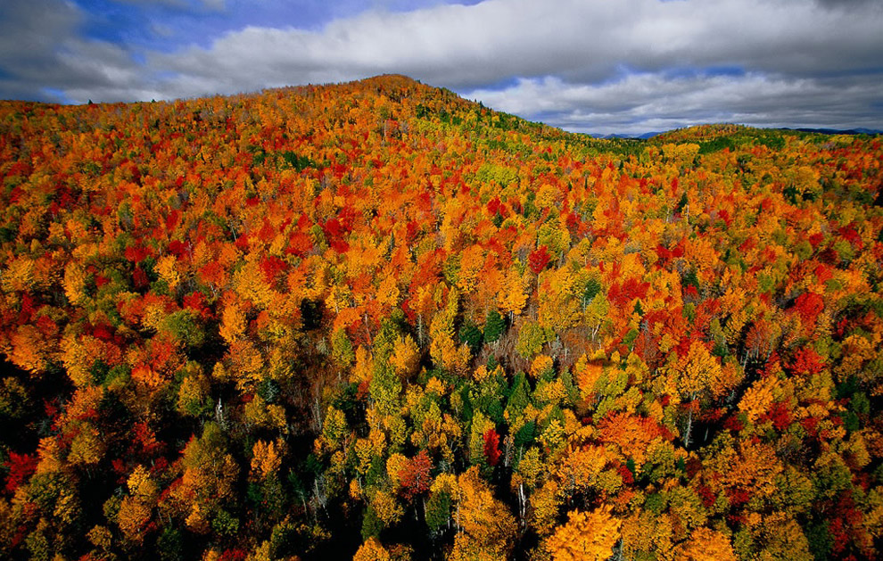 Talking to Insects ~ AmericanScience: A Team Blog