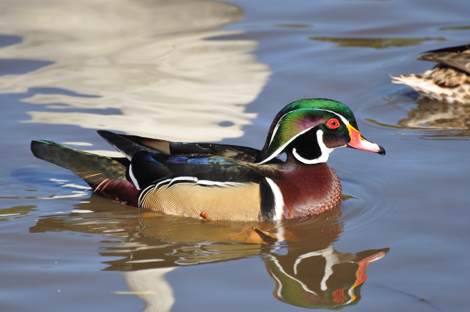 Duck - HD Wallpapers | Earth Blog