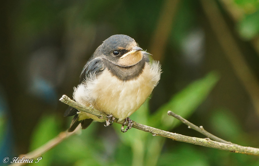 Helma's natuurfoto's: Zwaluwtjes worden gevoerd.....