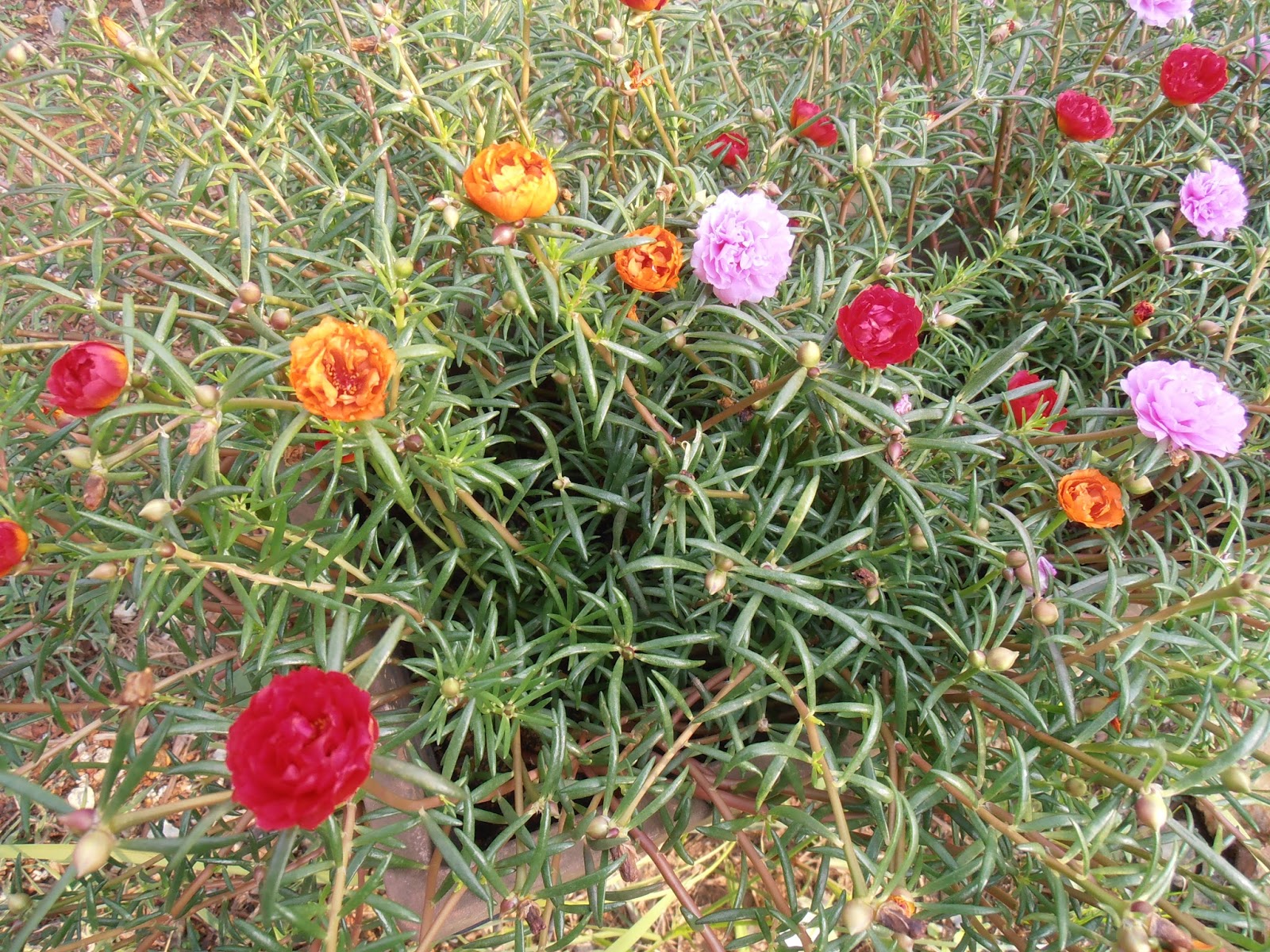 DIARI DIELA: Cantiknya Bunga Ros Jepun