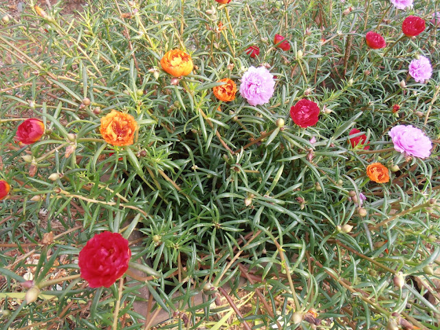 DIARI DIELA: Cantiknya Bunga Ros Jepun