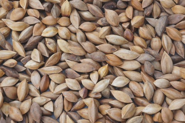 Awesome Bulusan!: How to get the pili kernels out of the hard shell?