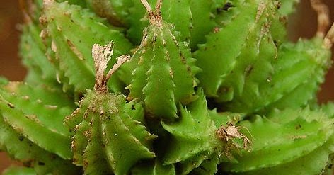 Buah Renggak, Buah Berbentuk Unik Khas Pulau Lombok | √ TERMURAH, Paket ...