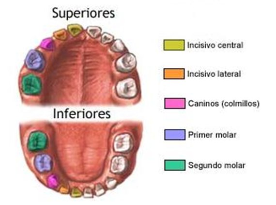 Estomatología Comunitaria: DENTICION TEMPORAL Y DENTICION PERMANENTE
