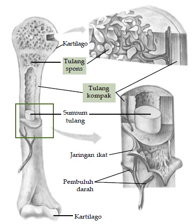 Penyusun, Komponen dan Macam-macam Jaringan Ikat Pada Hewan