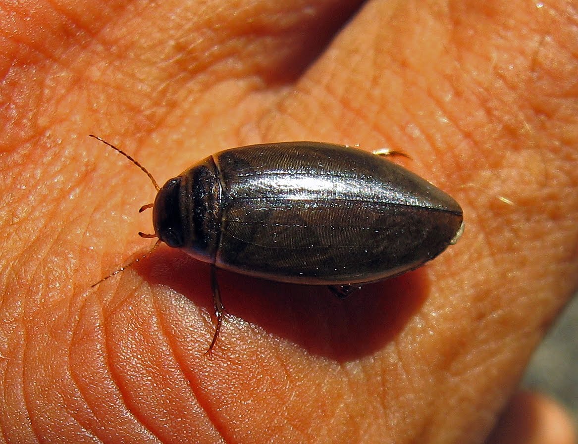 Tangled Web: Coleopteran Conundra