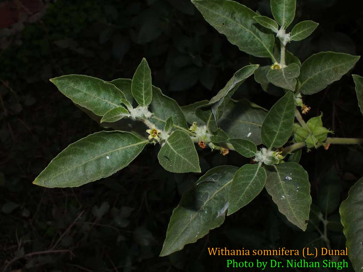 Medicinal Plants: Withania somnifera
