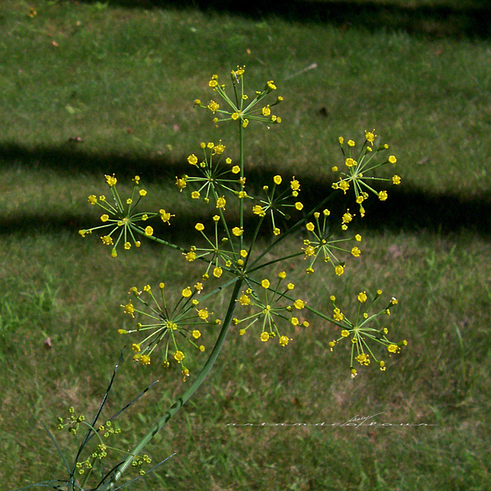 casey/artandcolour: Lavender Blue, Dilly, Dilly