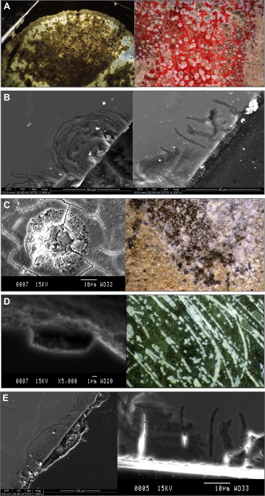 Micro Gaia: Microorganismos y conservación del patrimonio. El caso de ...