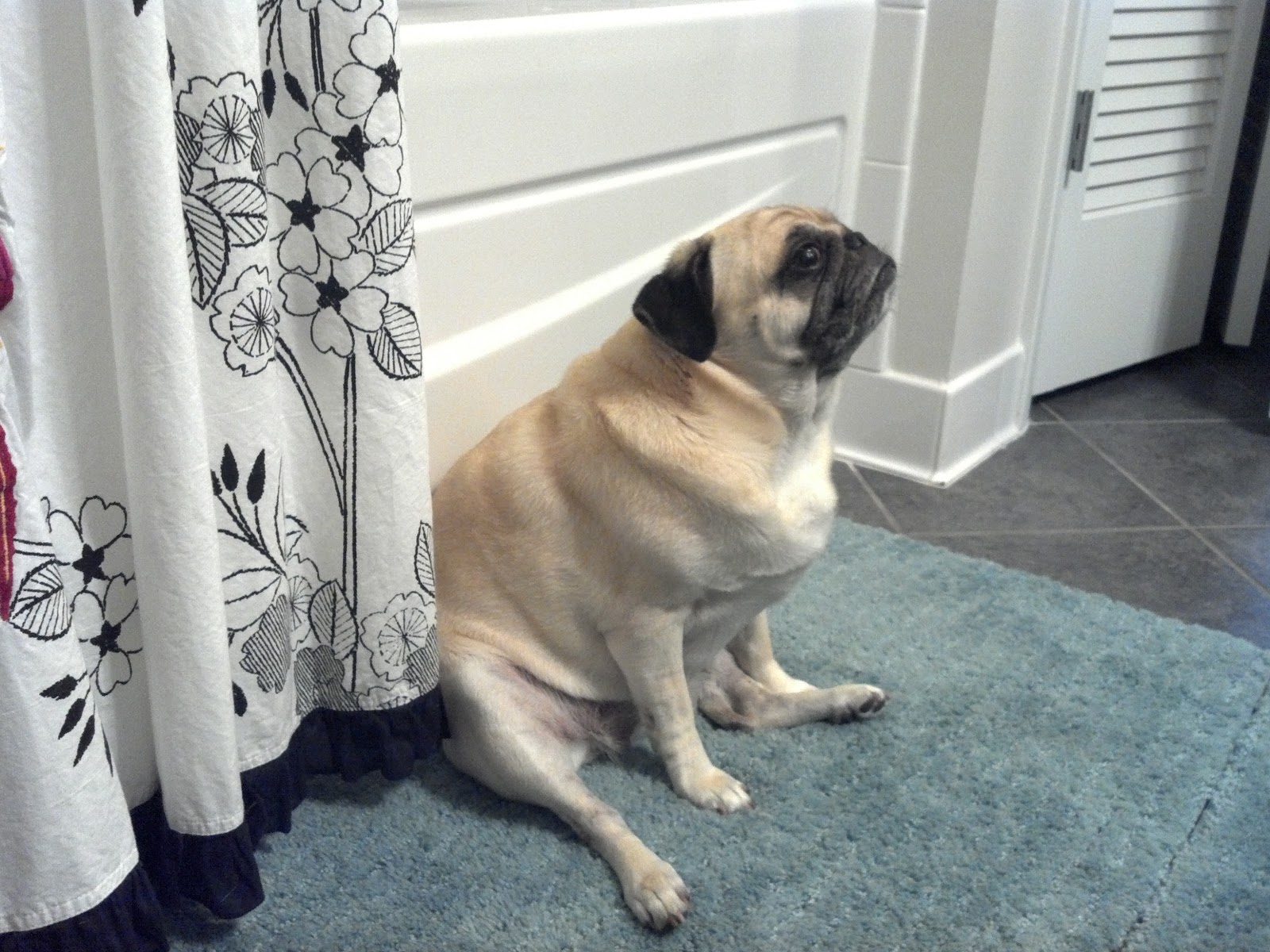 Lil Smug Pug: Internet Madness, Pug Photos, and New Harness - Yippee!