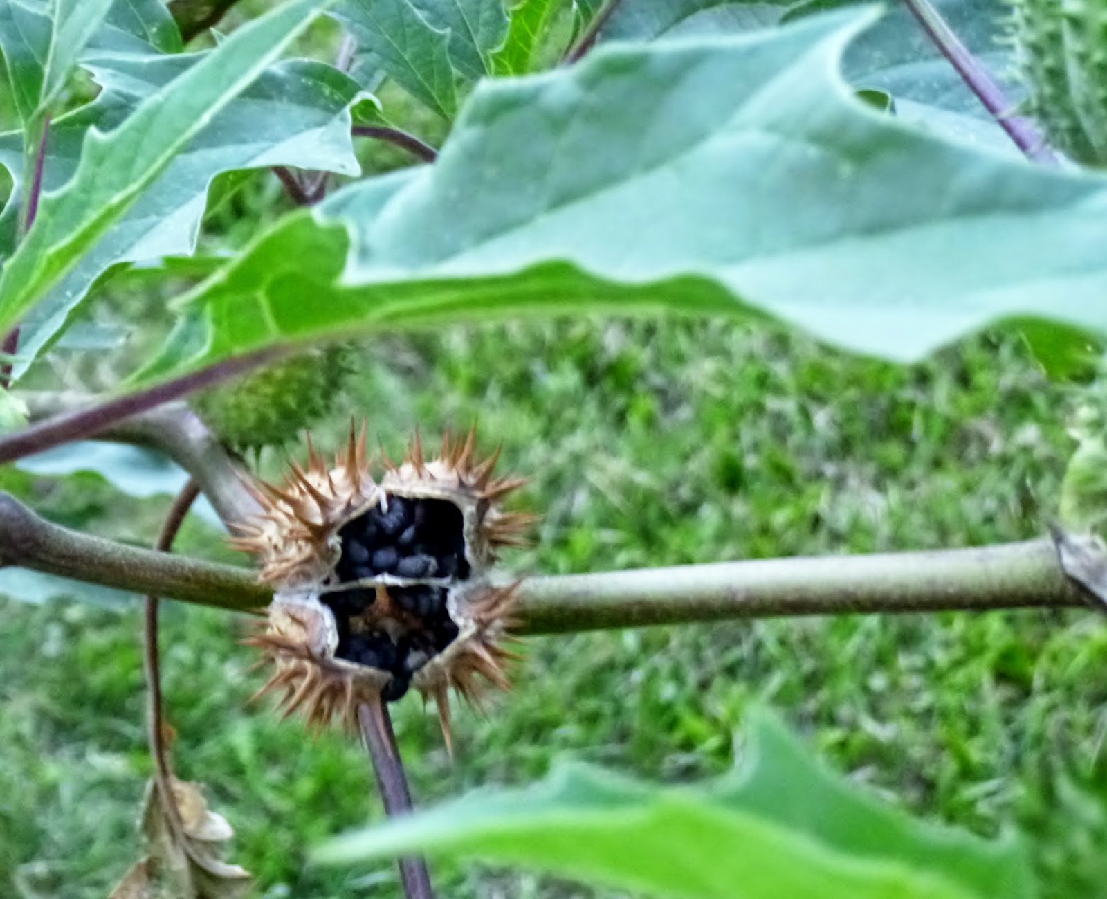 My Maturing Datura Plant