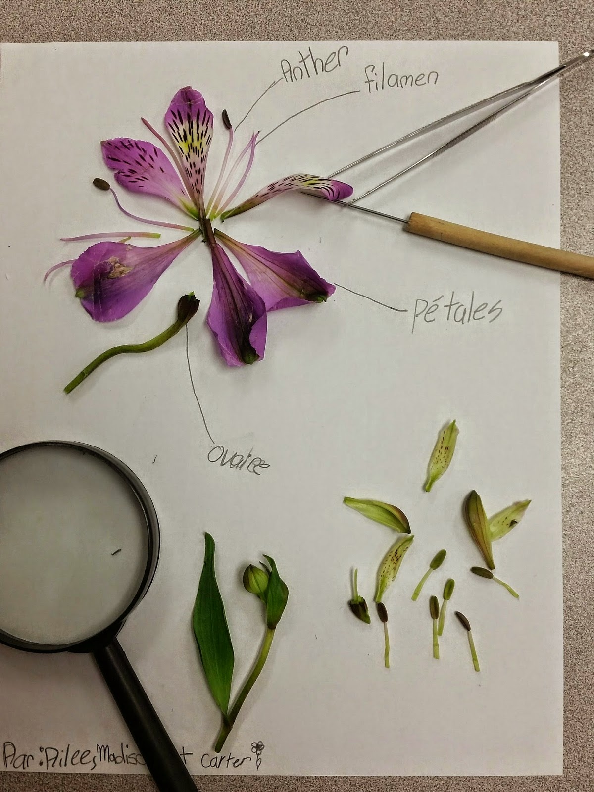 Mme Green's Classroom: Dissection des fleurs