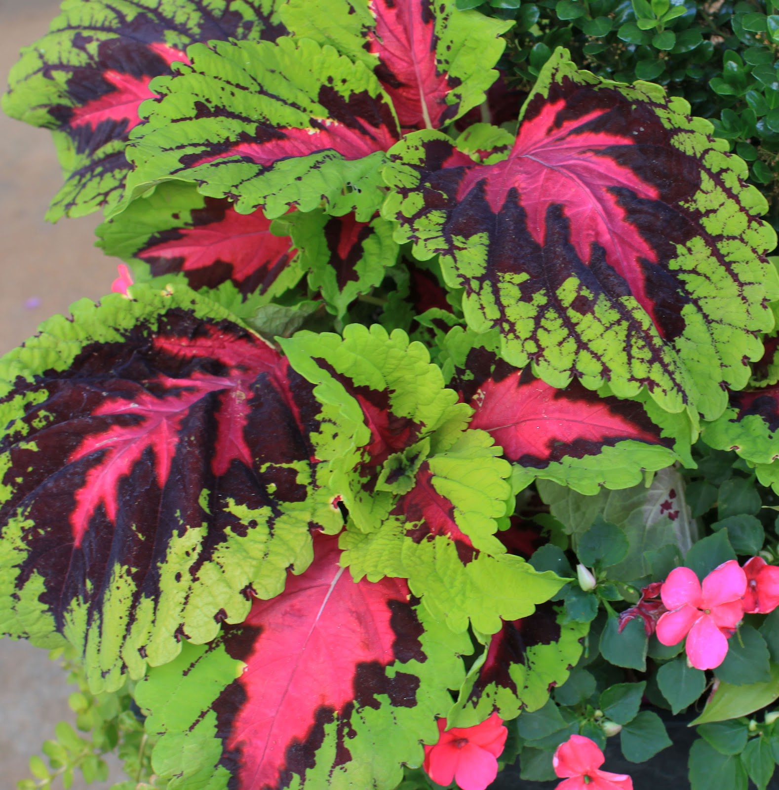 Garden Containers in Madison, Georgia: Kong Coleus - A True King Among ...