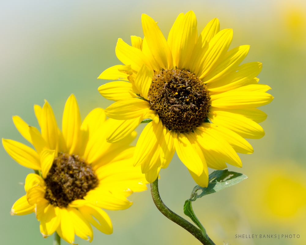 Prairie Wildflowers: Prairie Sunflowers Along Prairie Roads