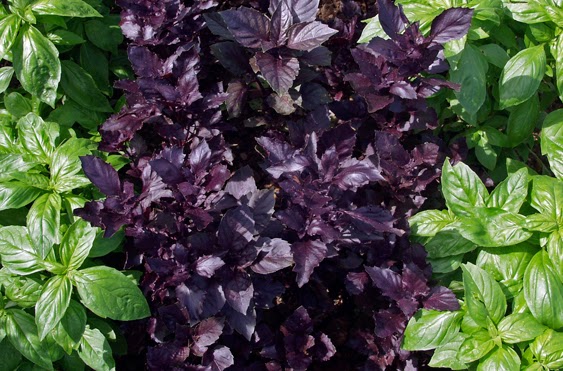 from my garden: Holy Basil -Purple stems kemangi/selasih ( Basil kampug ...