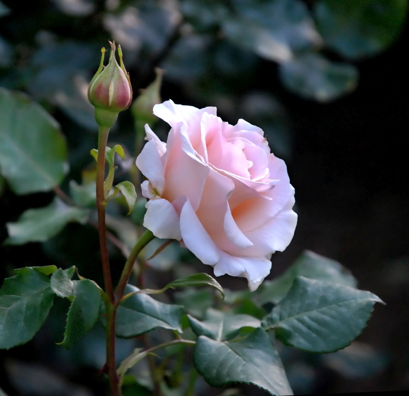 Pin by JoAnna Fleek on Photos - Florals | Beautiful flowers, Rose, Rose ...