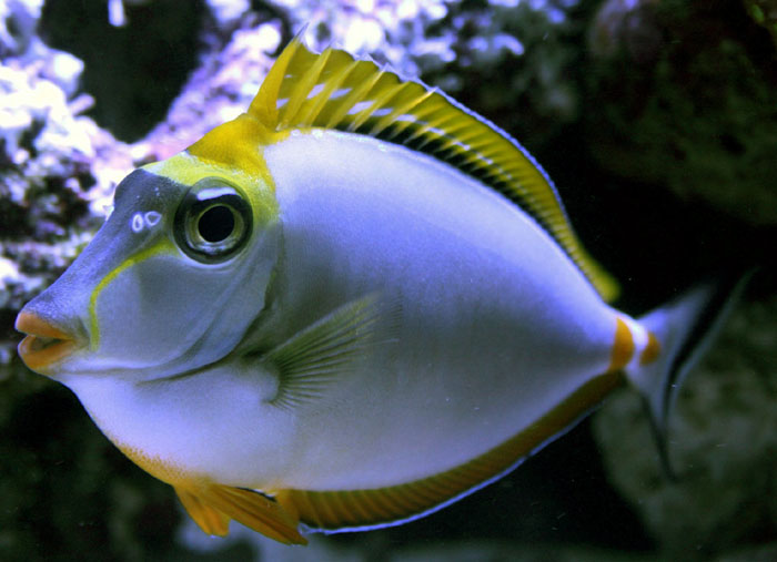 Life under the blue water : Blonde Naso tang - a very personable pet ...