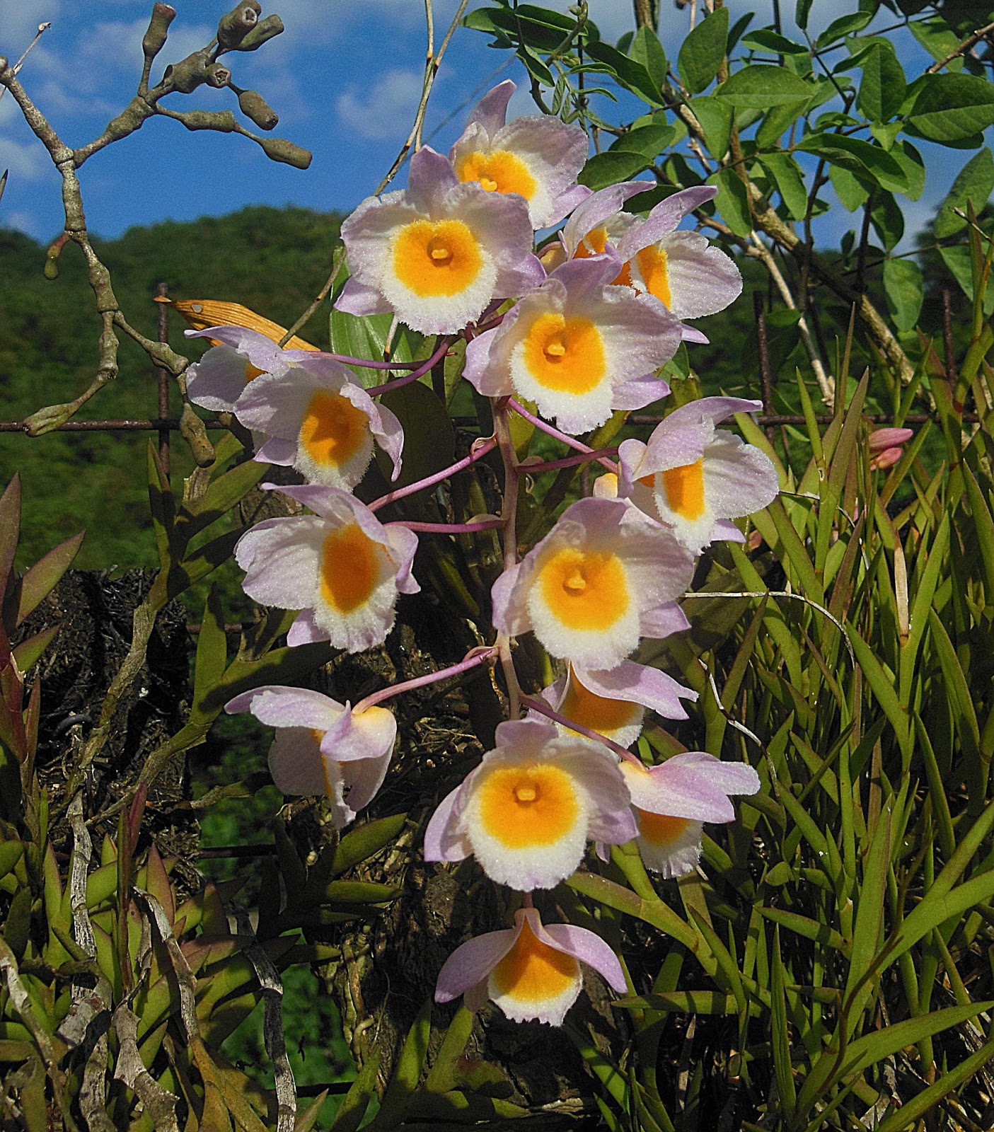 Dendrobium farmeri heralds the arrival of spring