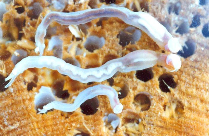 BELAJAR TERUS BIOLOGI: MOLUSCA