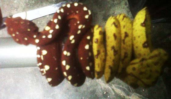 POPURI REPTILES: POPURI REPTILES : ULAR BABY CONDRO / GTP ( GREEN TREE ...