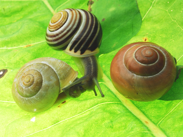 Descrizione: Gasteropodi • Scuolissima.com