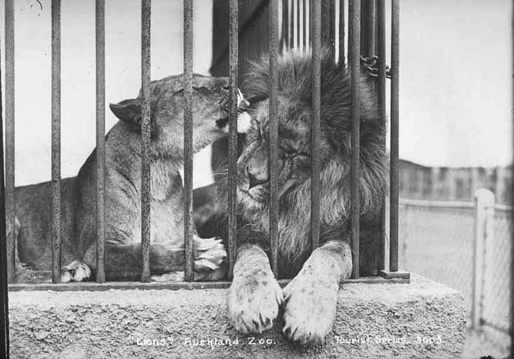 Timespanner: Snapshot views of Auckland Zoo, 1920s