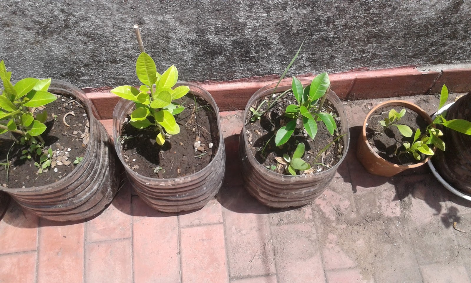 Fitorremediación del Aire Interior