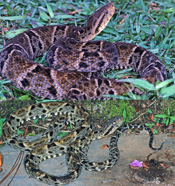 The Herpetology of Trinidad and Tobago: Mapapie Balsain, Bothrops atrox ...