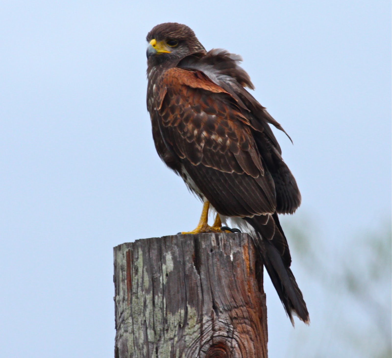Birding Is Fun!: A New Mexican Ventures to South Texas