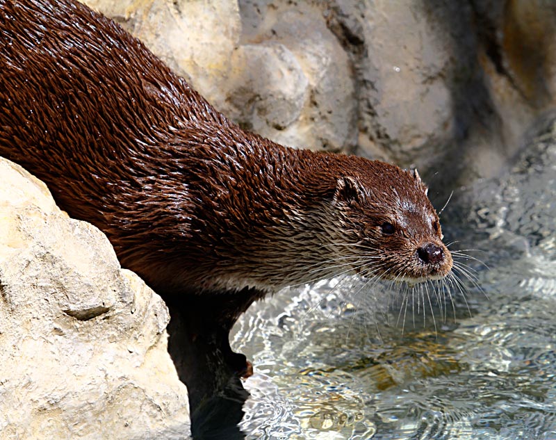 Foto-Natura-Huesca: OTTER lutrinae Charles Lucien (Carlo) Jules Laurent ...