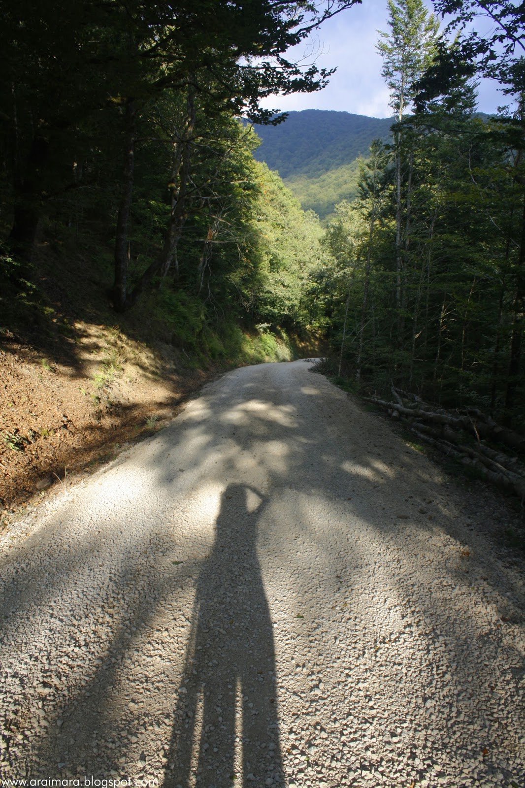 araimara: Irati, isiltasunaren basoa / Irati, el bosque del silencio