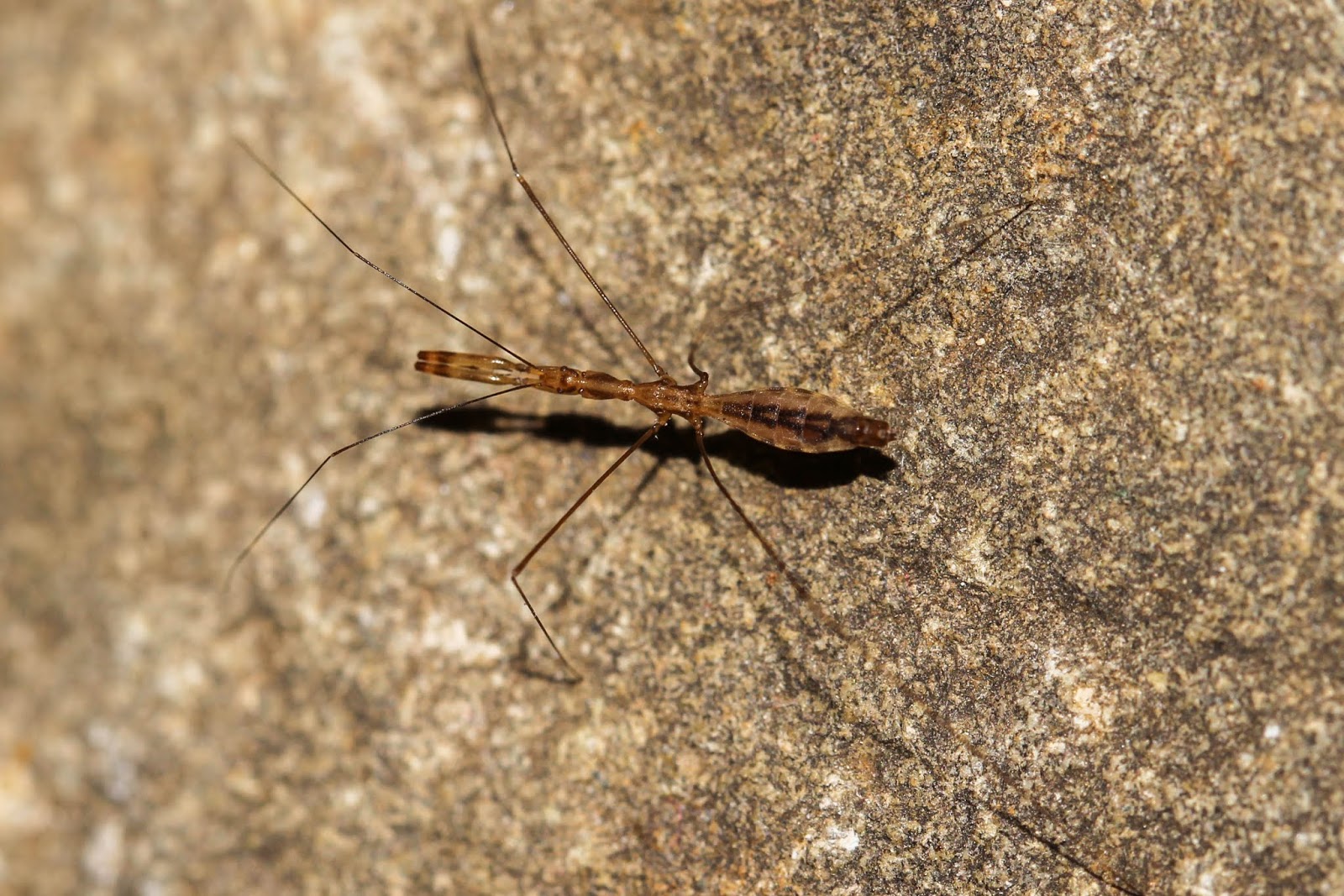 Biodiversity of Cyprus by NGO Protection of the Natural Heritage and ...